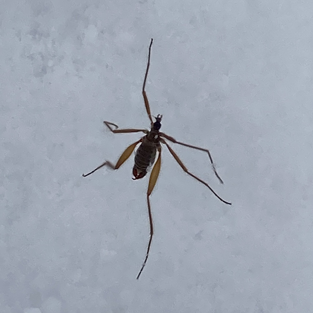Snow Flies from Boyne Valley Provincial Park, Mulmur, ON, CA on January ...