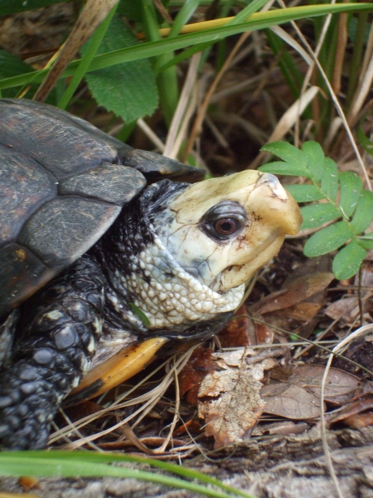 Gulf Coast Box Turtle in August 2008 by bobzappalorti. Close-up of ...