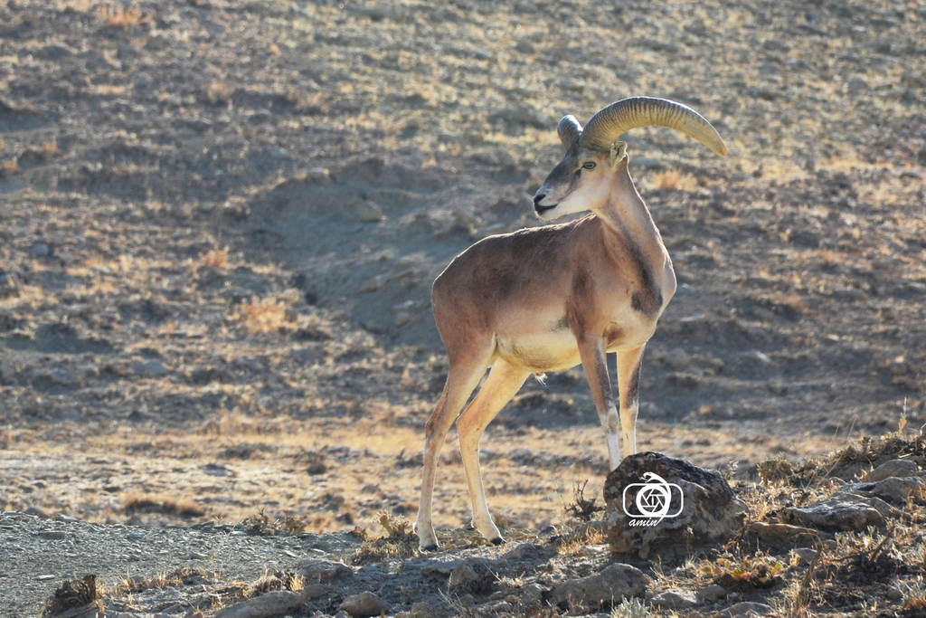 Anatolian Mouflon (Ovis gmelinii gmelinii) - Know Your Mammals