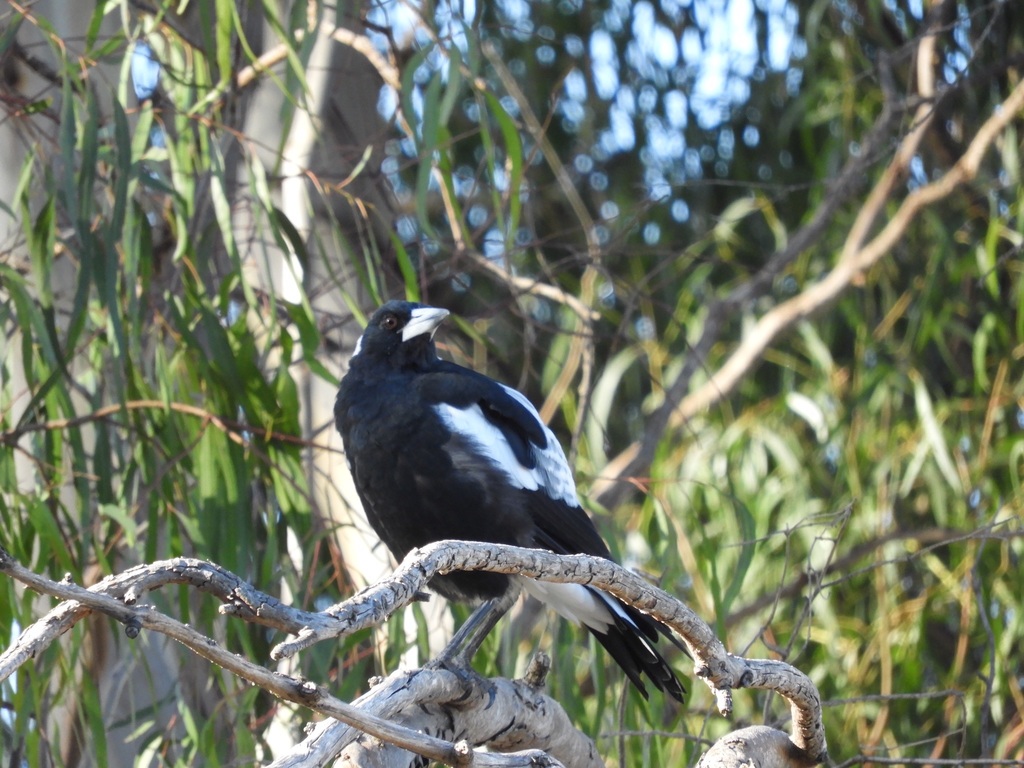 Australian Magpie from Mansfield VIC 3722, Australia on January 19, 2021 at 05:53 PM by Graeme ...