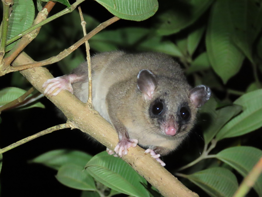 Little Woolly Mouse Opossum in February 2020 by Lepidoptera Colombiana ...