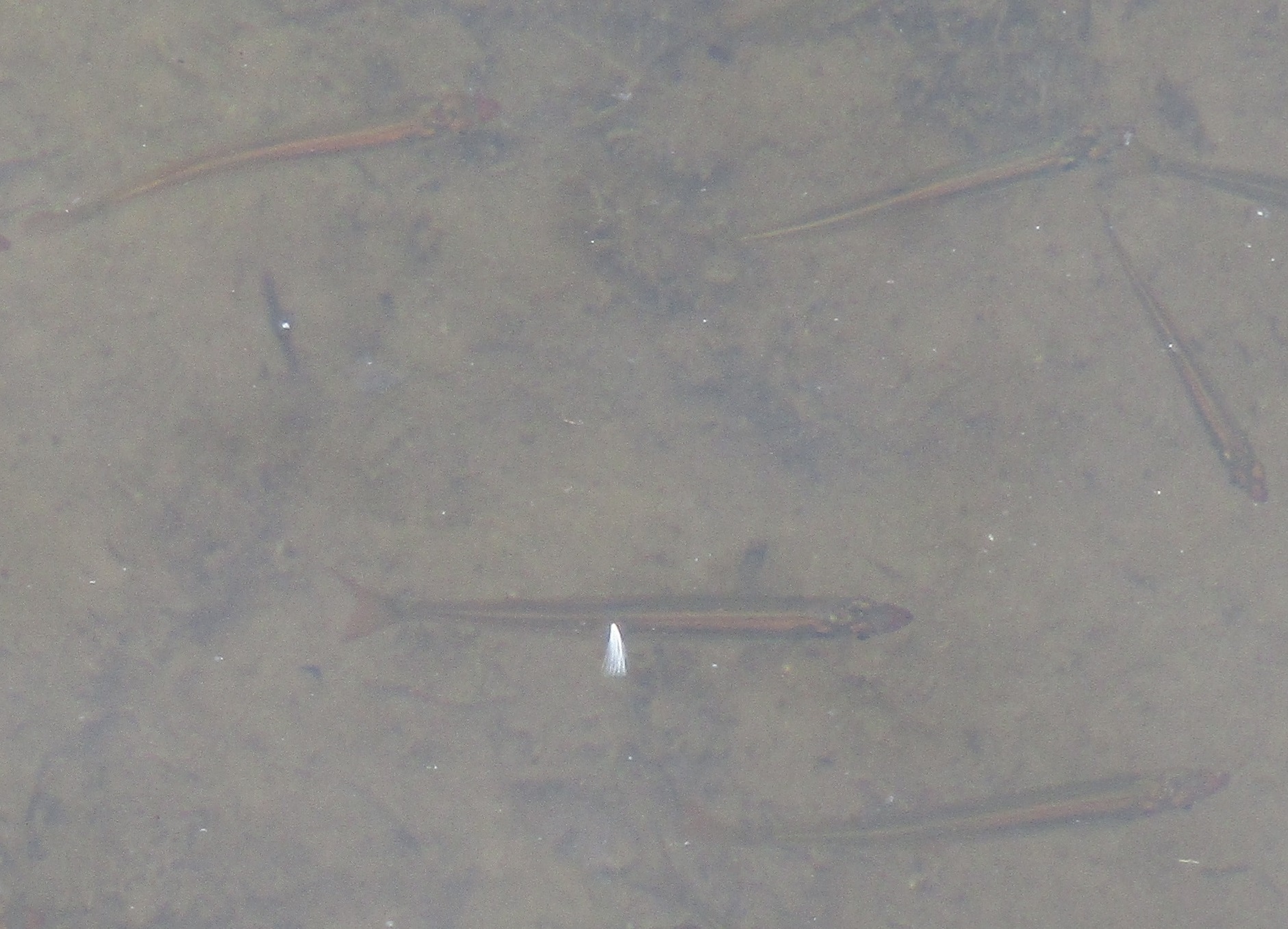 Labidesthes vanhyningi Bean & Reid, 1930