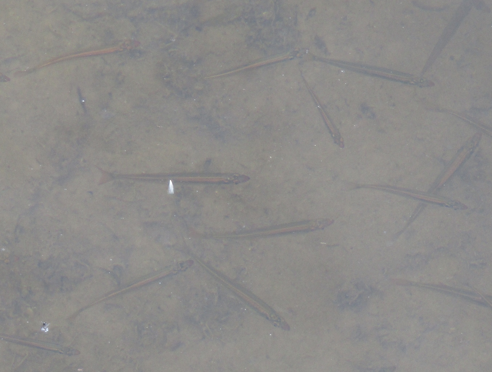 Labidesthes vanhyningi Bean & Reid, 1930