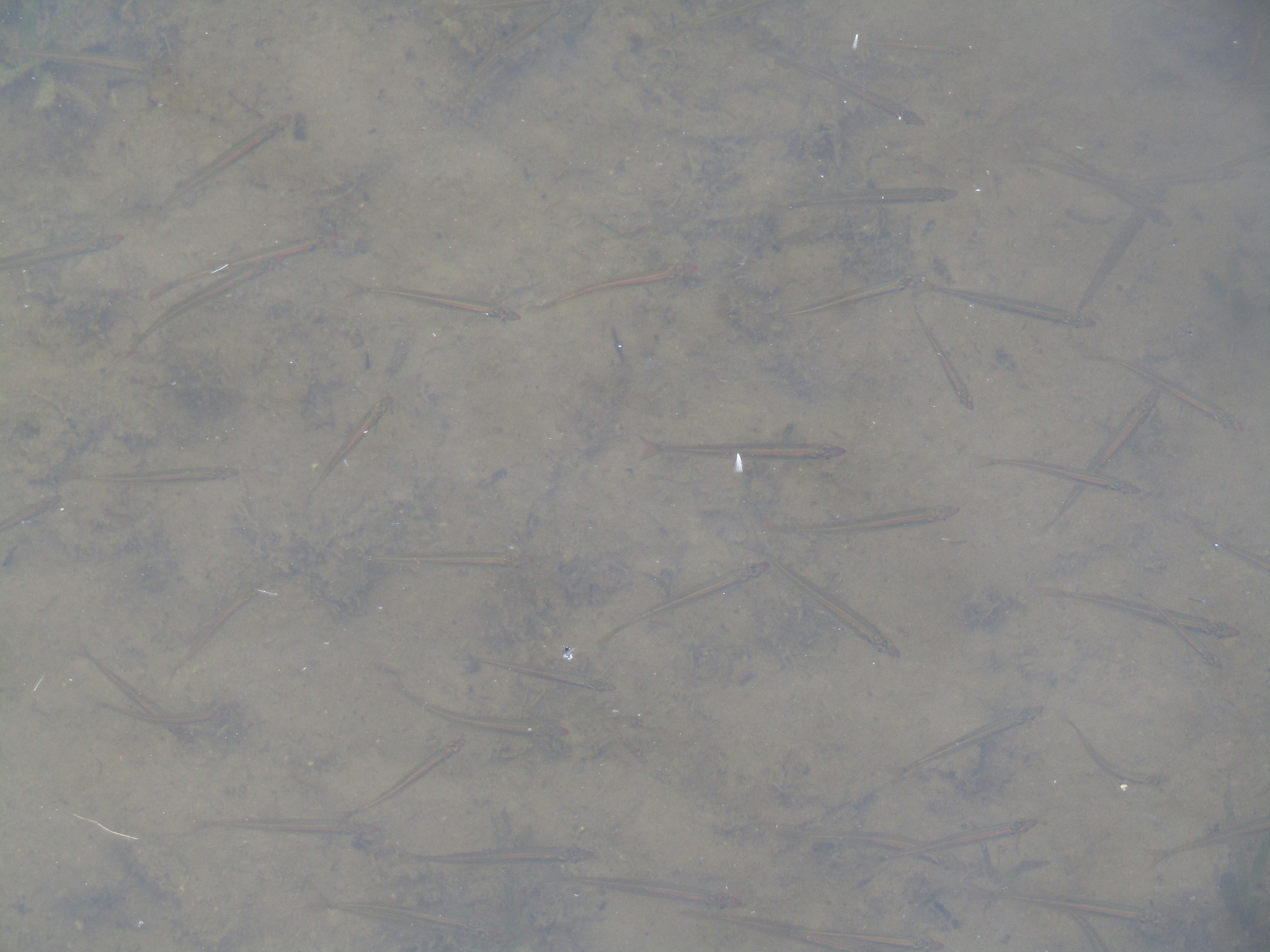 Labidesthes vanhyningi Bean & Reid, 1930