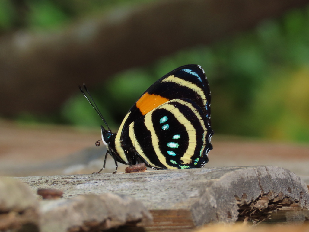 Callicore lyca mionina from Samaná, Caldas, Colombia on February 27 ...