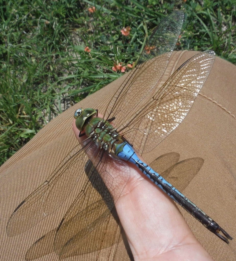 Common Green Darner from padre island national seashore, turtle lab on ...