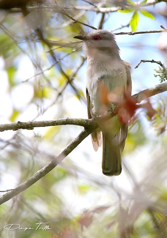Cuclillo chico (Aves posibles en Colombia) · iNaturalist