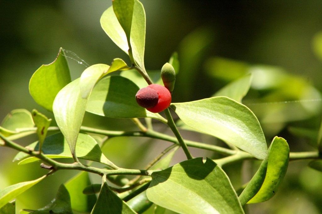 Broad Leaved Native Cherry from Mackay QLD, Australia on November 2 ...