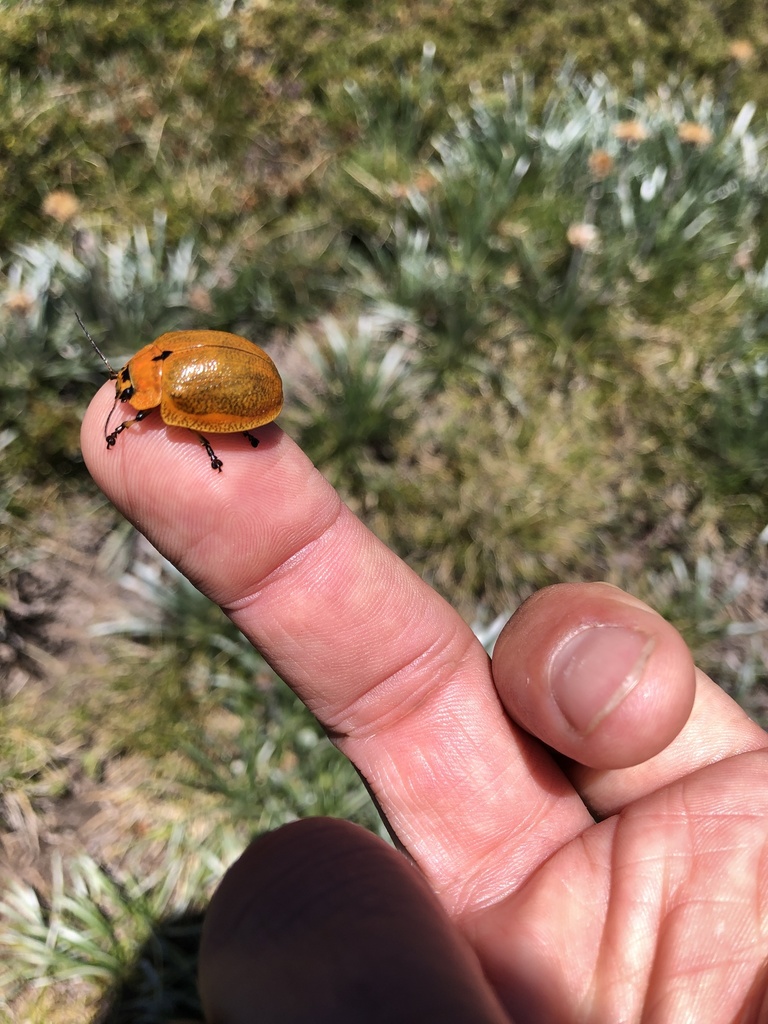 Paropsis augusta from Kosciuszko National Park, Charlottes Pass, NSW ...