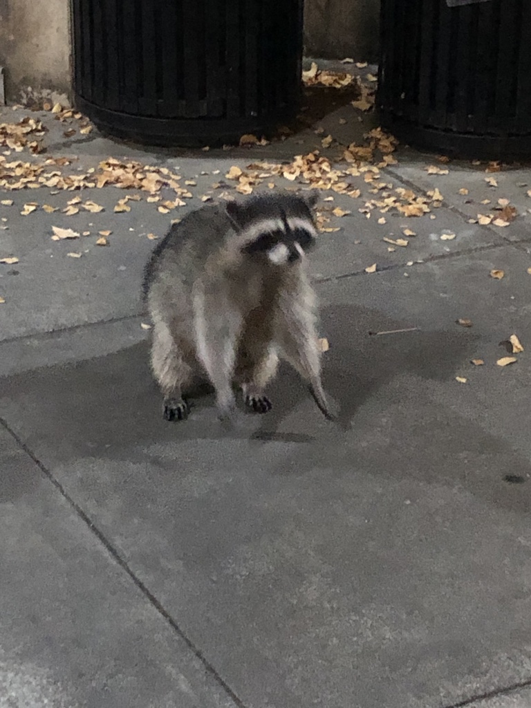 Common Raccoon from Humboldt State University, Arcata, CA, US on ...