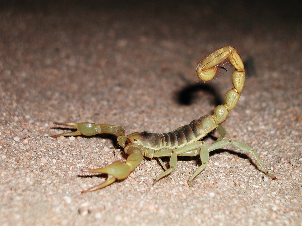 Desert Hairy Scorpion from Los Angeles County, CA, USA on August 15 ...