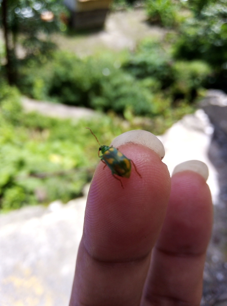 Diabrotica curvipustulata from La Revolución, Nicaragua on September 1 ...