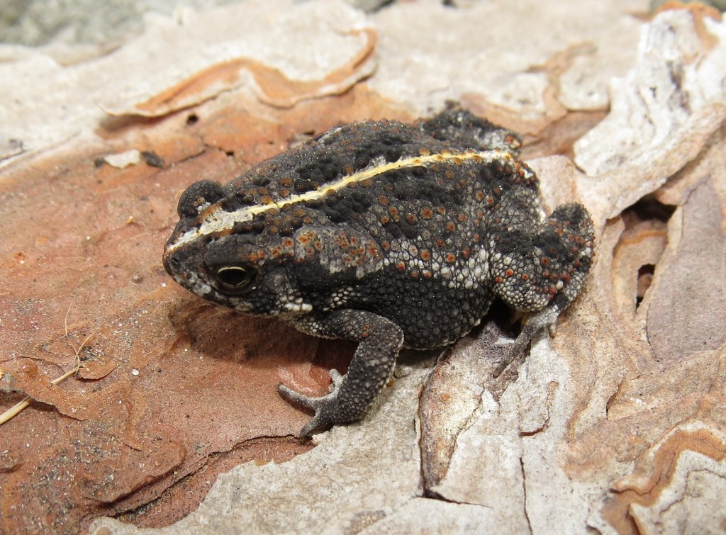 Oak Toad (Florida Wildlife) · iNaturalist