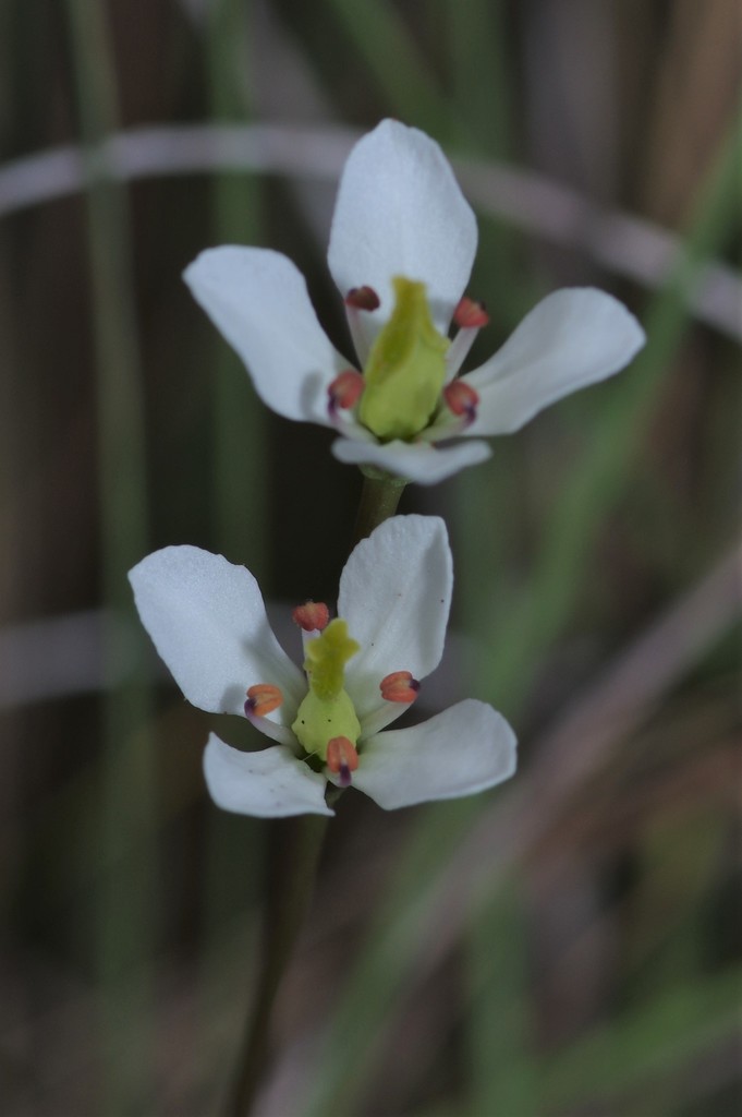 White Screwstem from Triple N Ranch Wildlife Management Area, Osceola ...