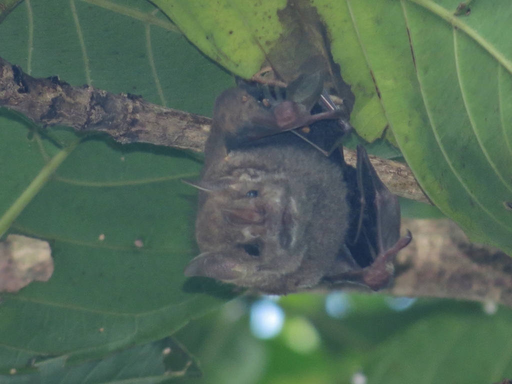 Hairy Big-eyed Bat from South Caribbean Coast Autonomous Region ...