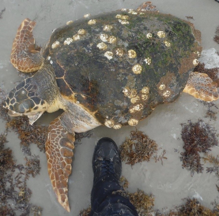 Loggerhead Sea Turtle in April 2017 by Amanda Gabehart · iNaturalist
