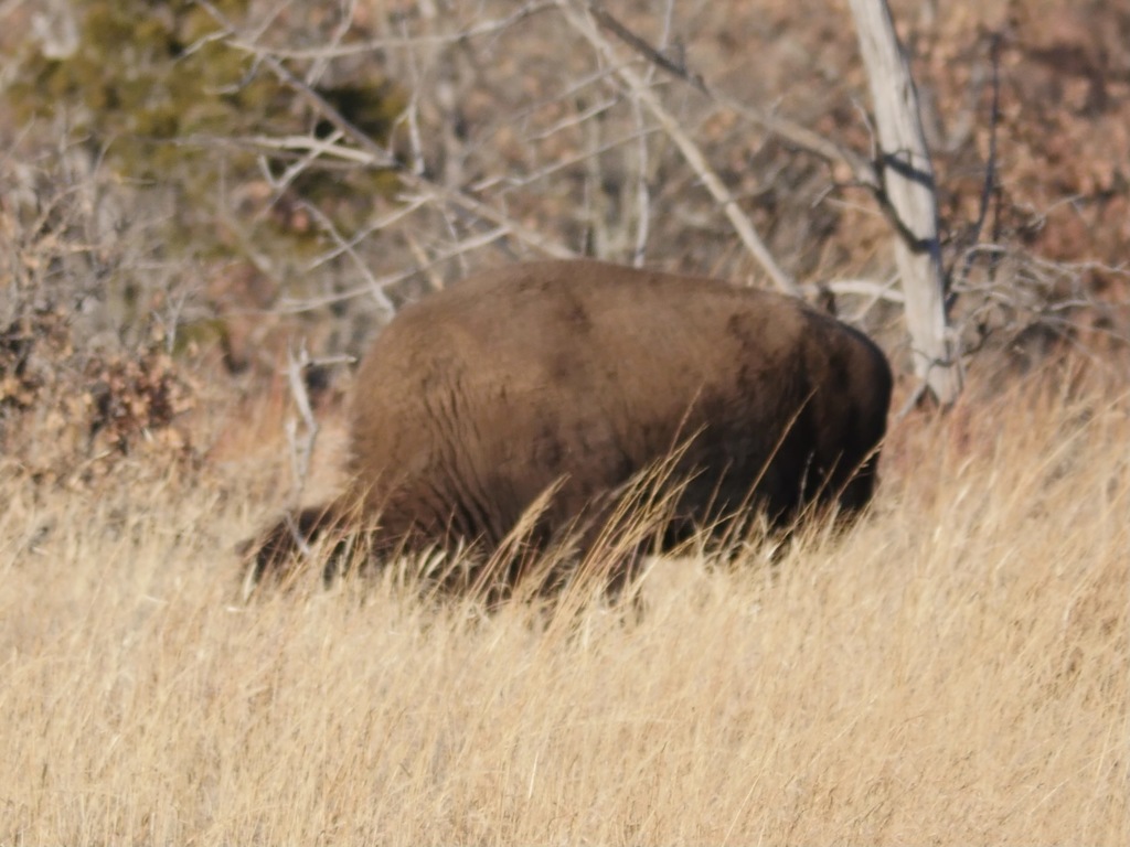 American Bison from Wichita Mountains National Wildlife Refuge, Lawton ...