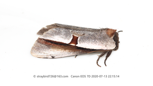 Paranerice hoenei · iNaturalist