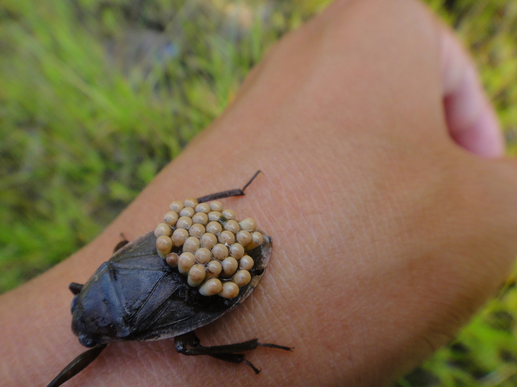 Japanese Giant Water Bug from 日本、〒697-0121 島根県浜田市金城町下来原 on August 14 ...