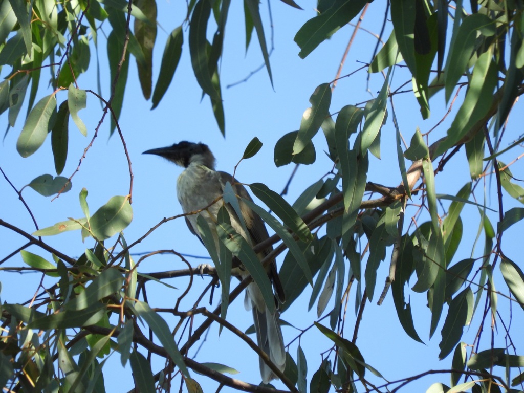 Noisy Friarbird from Mansfield VIC 3722, Australia on January 20, 2021 ...