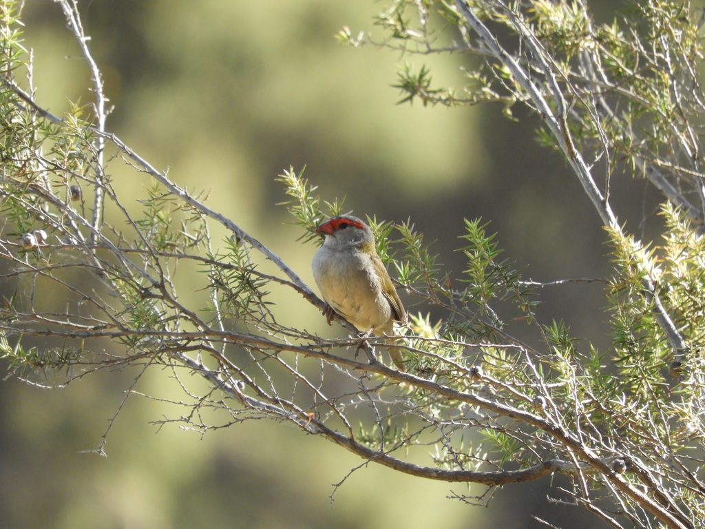 Red-browed Finch from Mansfield VIC 3722, Australia on January 20, 2021 ...