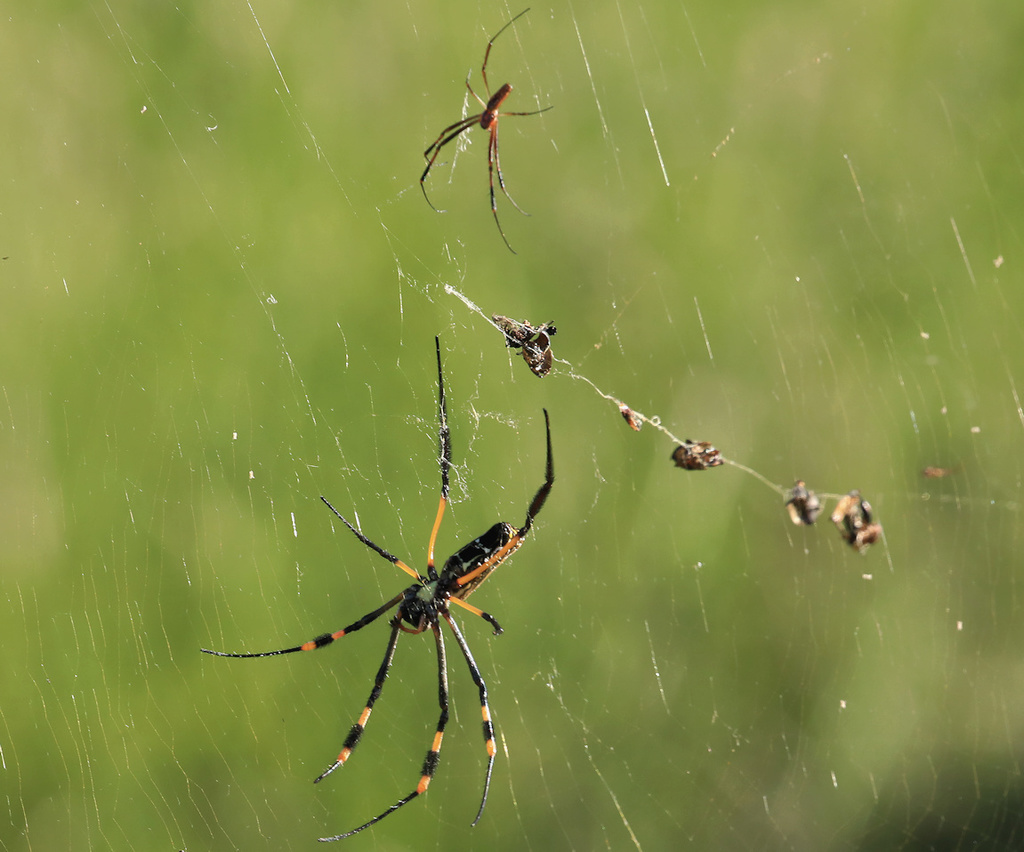 Banded-legged Golden Orb-web Spider from Ehlanzeni, South Africa on ...