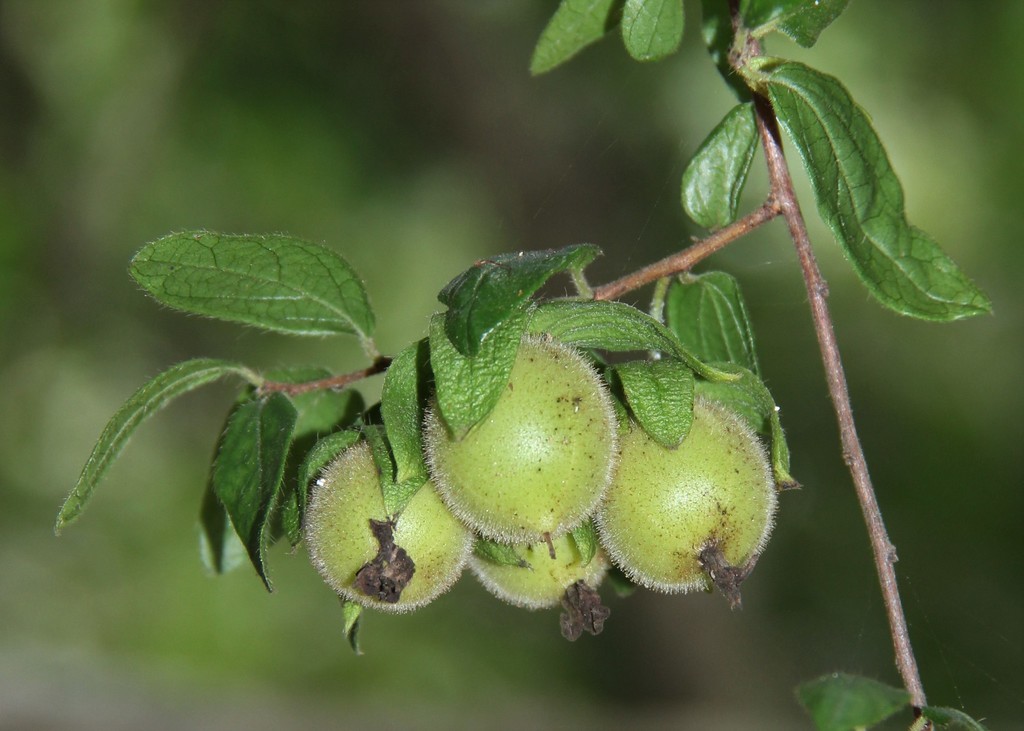 persimmons from Hluhluwe-iMfolozi Park, North Uthungulu, South Africa ...