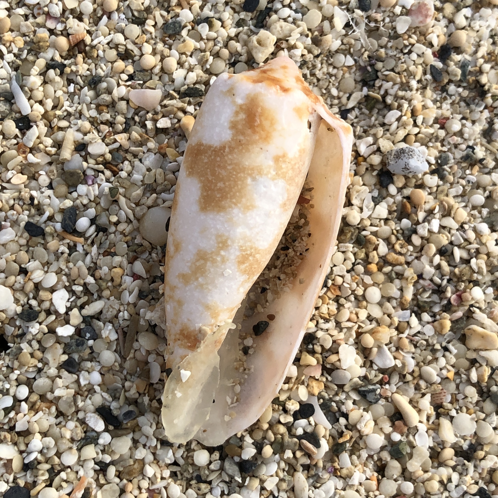 Conus geographus Linnaeus, 1758