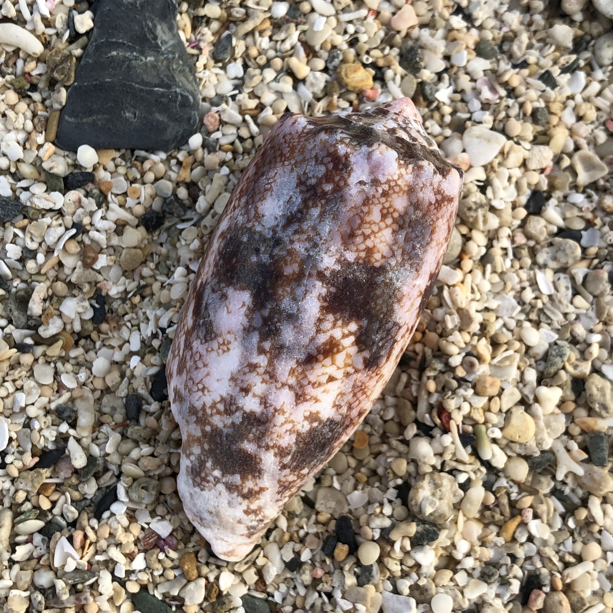 Conus geographus Linnaeus, 1758