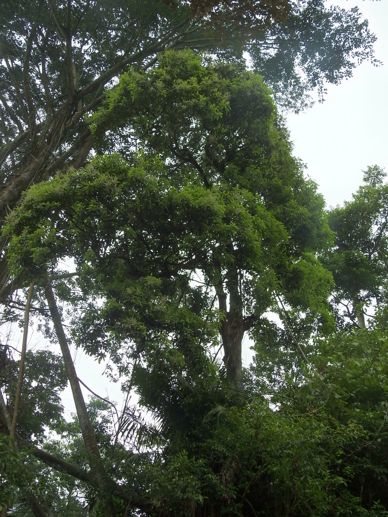 Castanopsis argentea in December 2020 by dzakyputra · iNaturalist