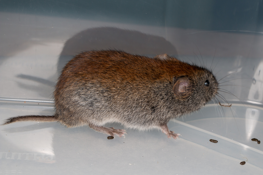 Grey Red-backed Vole from г. Верхний Тагил, Свердловская обл., Россия ...