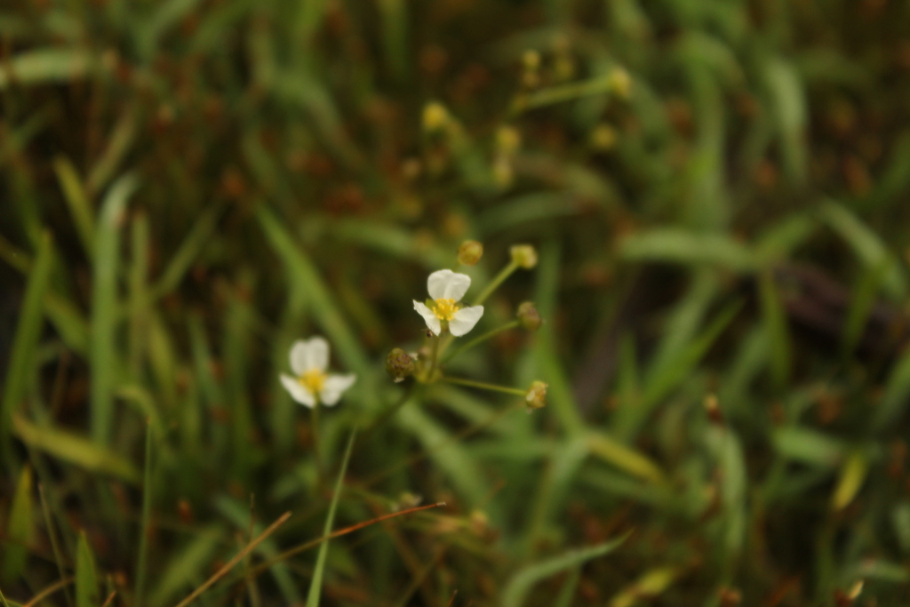 Cucharero (Plantas de Costa Rica asociadas a ecositemas de Humedal ...