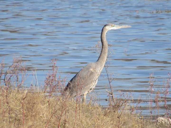 Great Herons from Area Natural Protegida Presa de Neutla y su Zona de ...