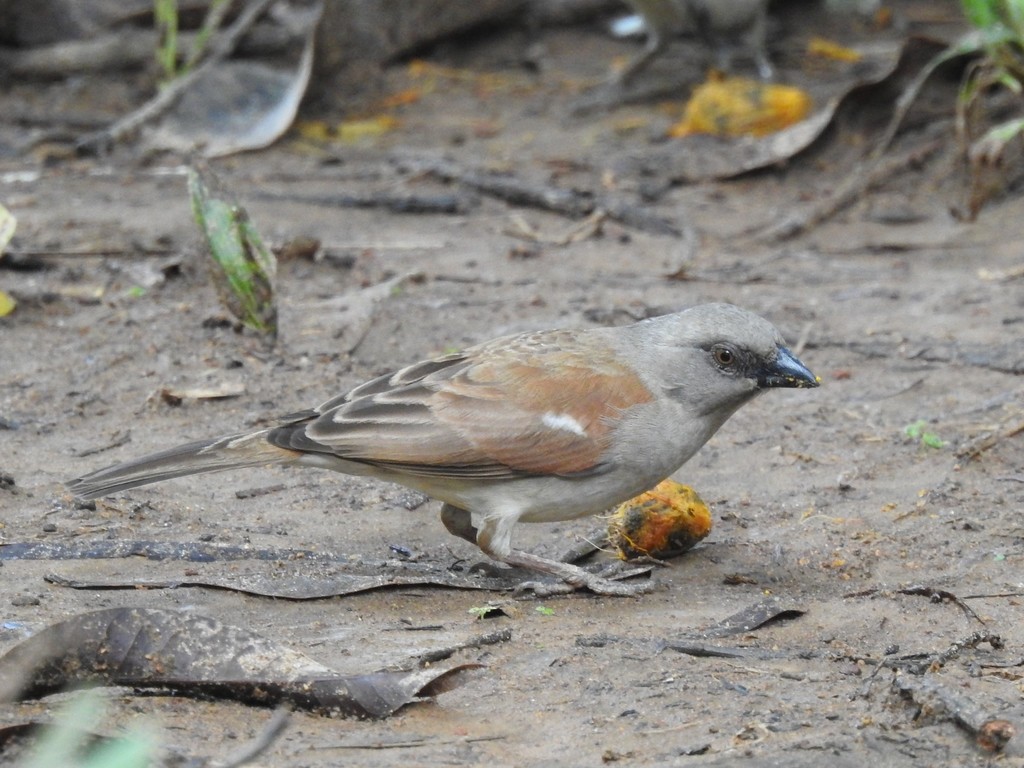Northern Grey-headed Sparrow from Madingou, Republic of the Congo on ...