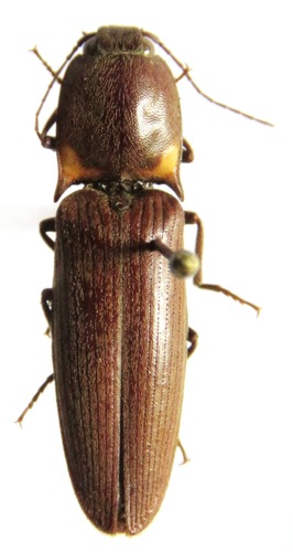 Pyrophorus indistinctus · iNaturalist