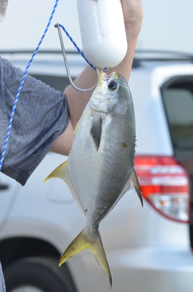 Florida Pompano (MatBio: FISHES - Matanzas Biodiversity) · iNaturalist