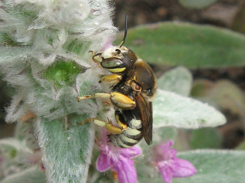 Downy Resin-Leafcutter (Trachusa pubescens) · iNaturalist