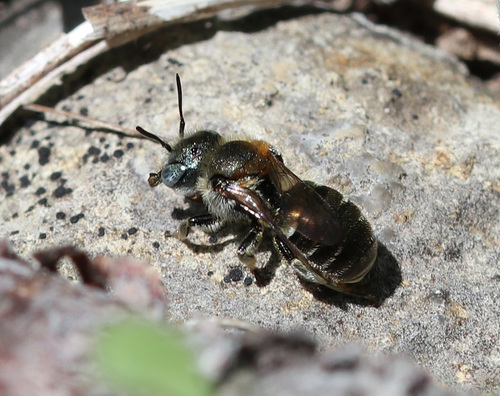 Osmia viridana · iNaturalist