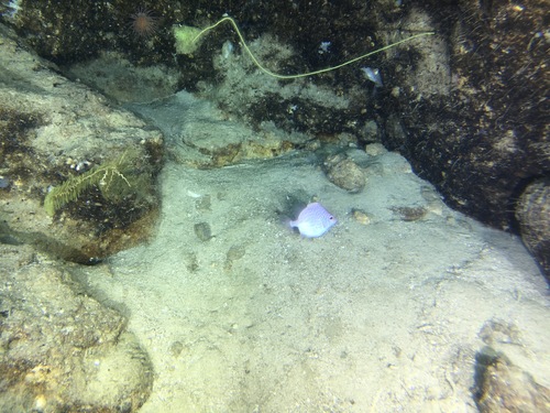 Reticulated Spikefish (Hollardia hollardi) · iNaturalist