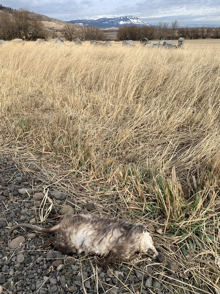 Virginia Opossum from Foothill Rd, La Grande, OR, US on January 20 ...
