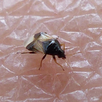 insidious flower bug in October 2017 by molanic · iNaturalist