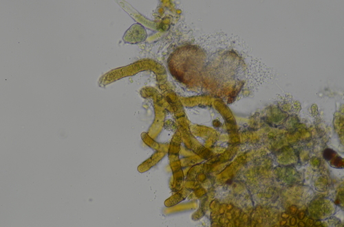 Tolypothrix byssoidea · iNaturalist