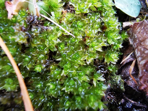 Blytt's Leafy Moss (Mnium blyttii) · iNaturalist