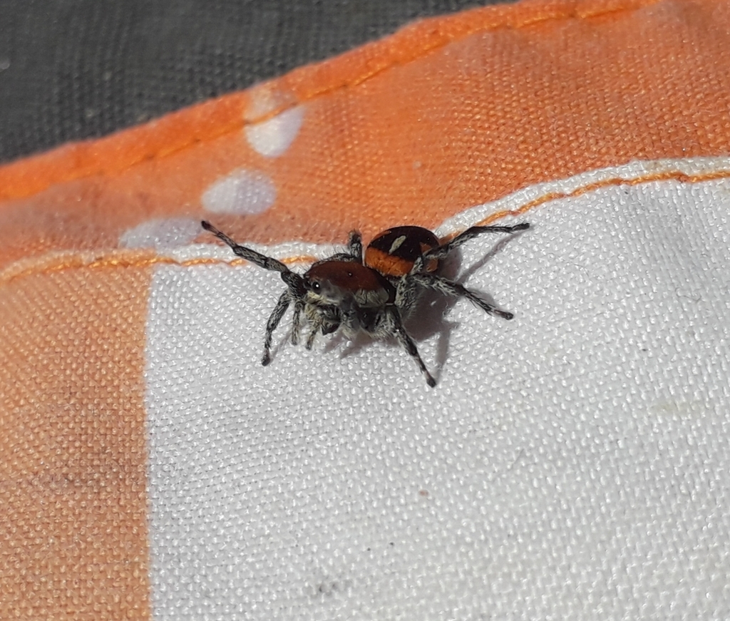 Phiale roburifoliata from Departamento de Rocha, Uruguay on January 13 ...