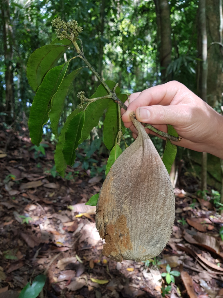 Aspidosperma spruceanum from Provincia de Puntarenas, Costa Rica on ...