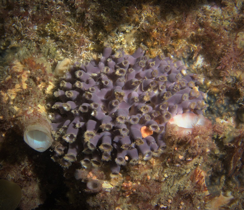 Leucosolenida from HMAS Canberra, Victoria, Australia on December 26 ...