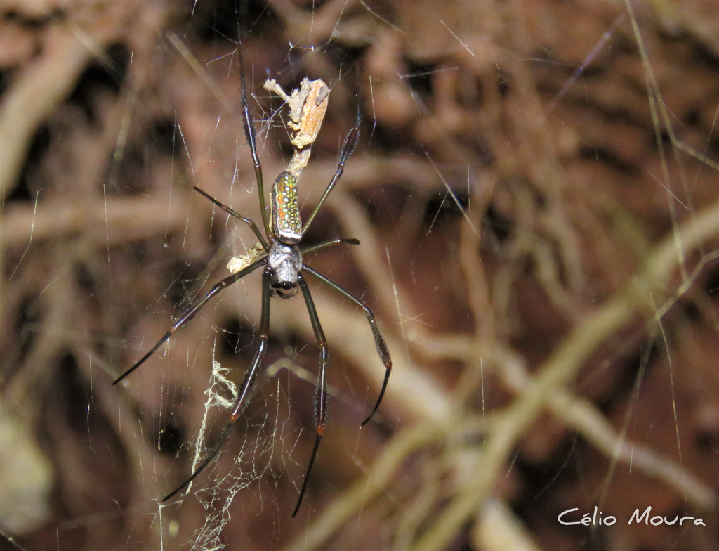 Golden Silk Spider from RPPN Monte Alegre - Pacatuba - CE, 61800-000 ...