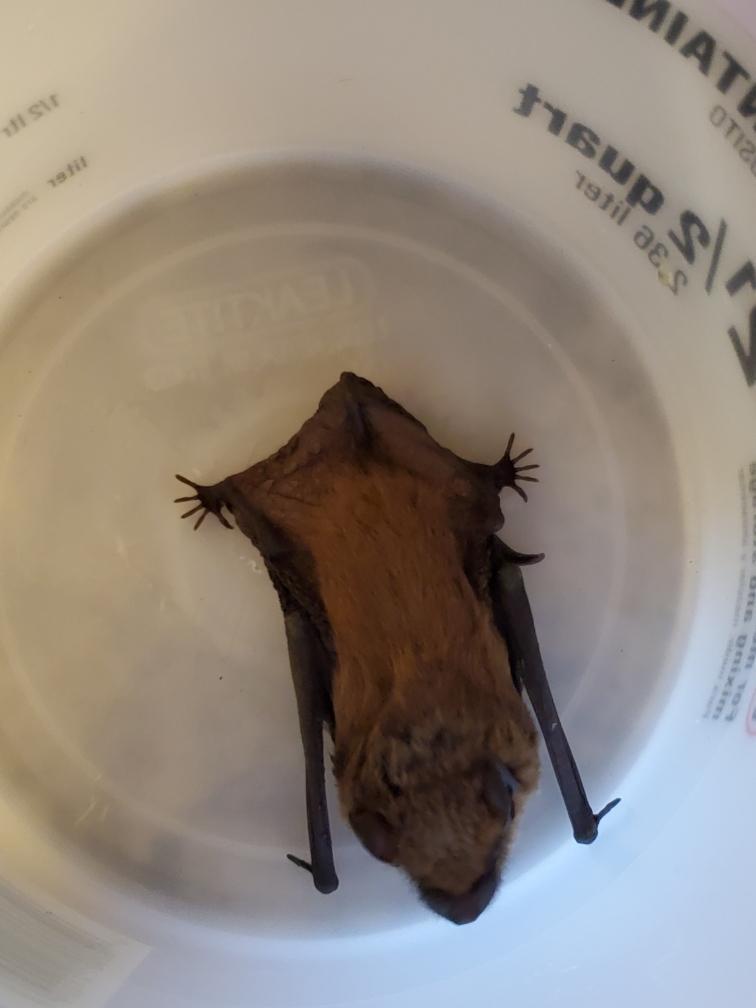 Big Brown Bat from Olathe, KS, USA on January 20, 2021 at 07:35 PM by ...