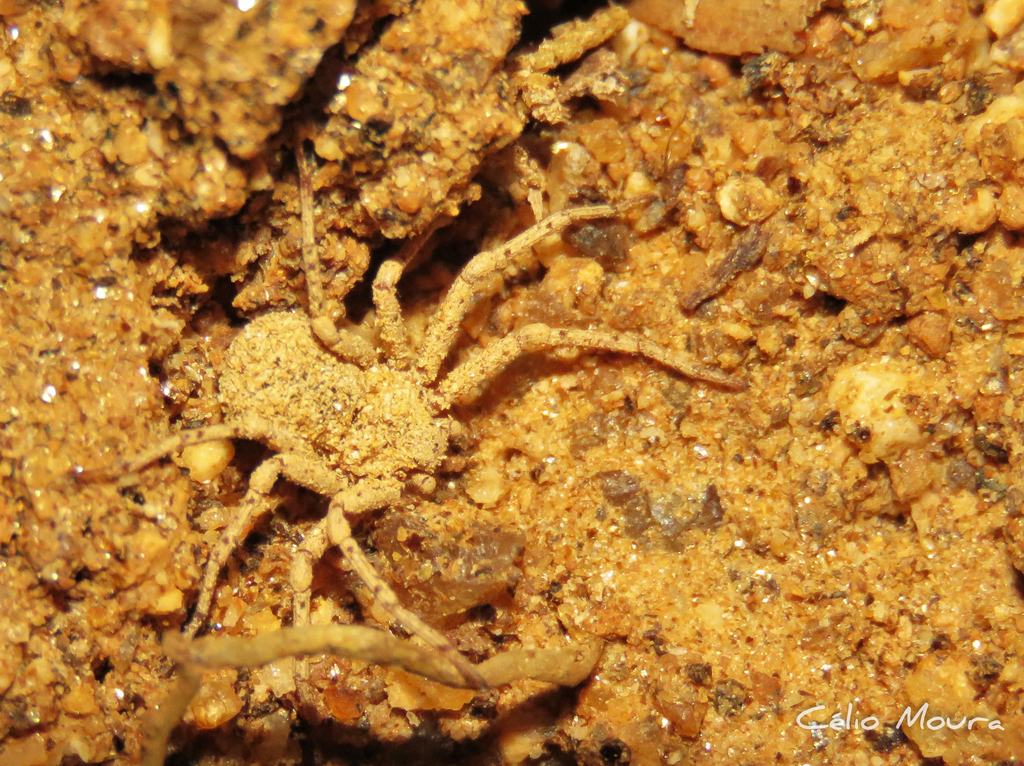 Sicarius tropicus from RPPN Monte Alegre - Pacatuba - CE, 61800-000 ...