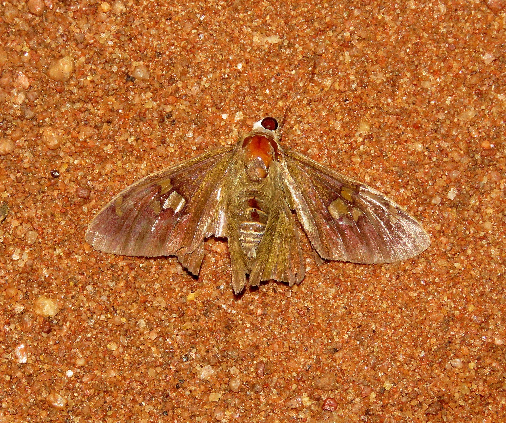 Nascus broteas (Cramer, 1780)